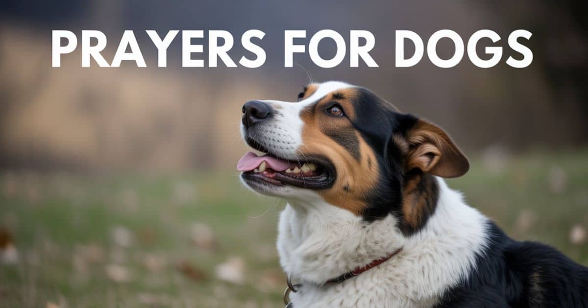 27 Powerful Prayers For Dogs